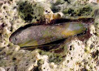 双壳纲（Bivalvia）/ 瓣鳃纲（Lamellibranchia） 蓝色动物学（中国动物学科普）